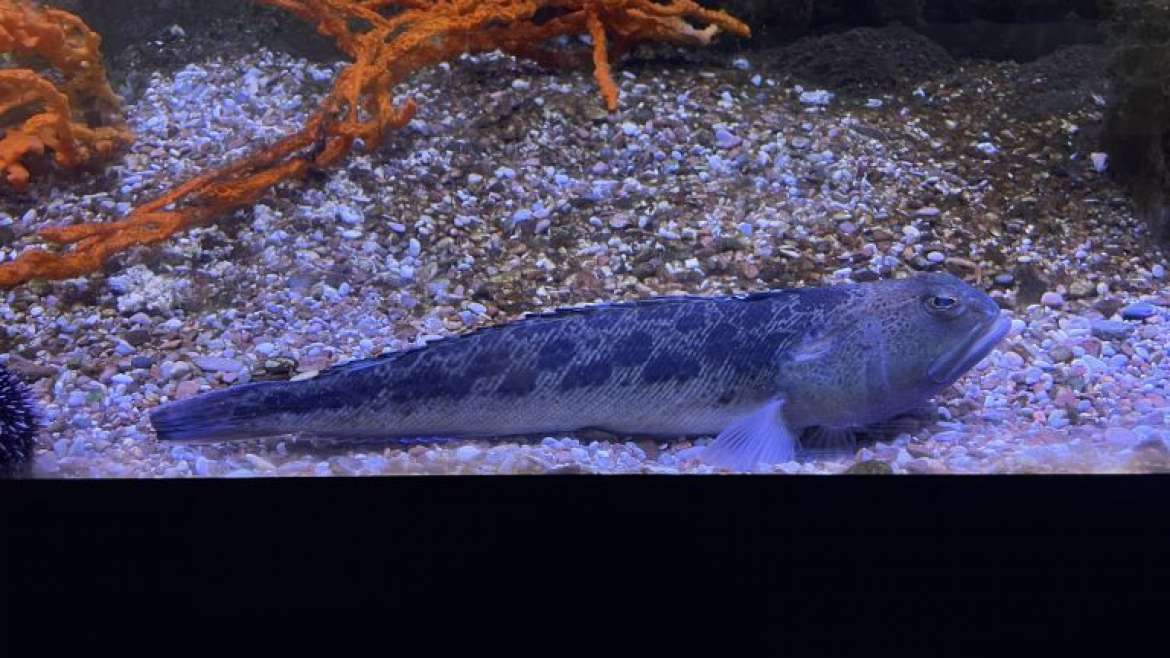 Riba pauk, Dragana – Akvarijum Boka